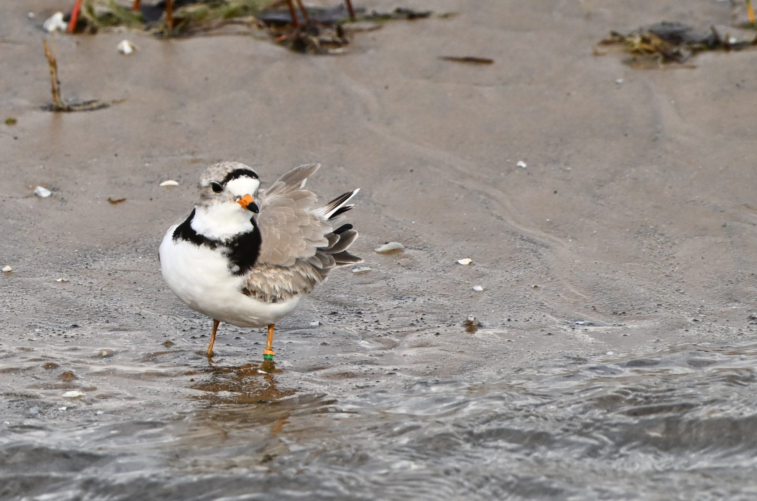 Piping Plovers Pippin And Imani Return To Montrose Beach